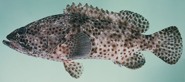 Malaysian Grouper Fishes: Green Greasy Grouper, Kerapu Botol ...