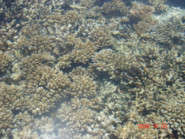 Malaysian Grouper Fishes: Green Greasy Grouper, Kerapu Botol ...