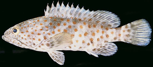 Malaysian Grouper Fishes: Orange Spotted Grouper, Kerapu Pinang ...