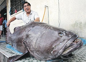 Kerapu Malaysia: Ikan-Ikan Kerapu Utama Di Malaysia