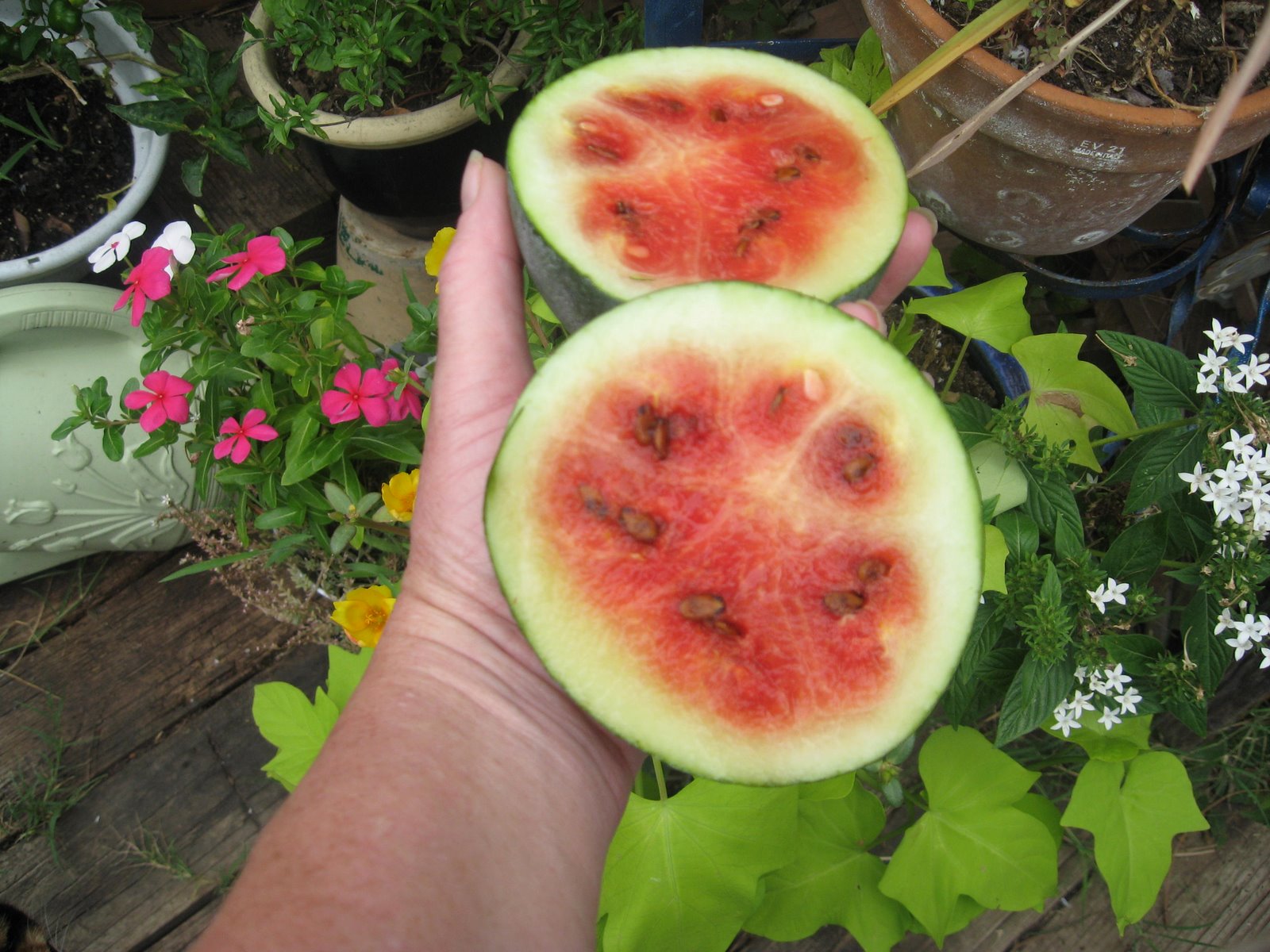 Aunt Debbi"s Garden: Mini Melons