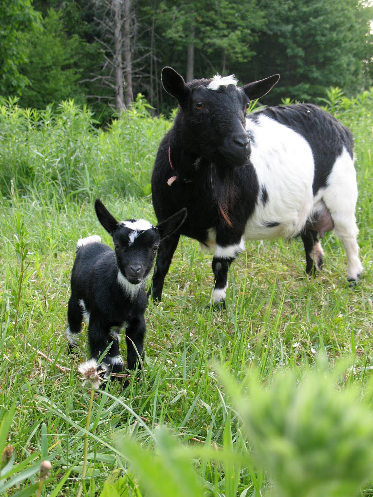 Sunflower Farm Nigerian Goat Dairy: Goat Dreams