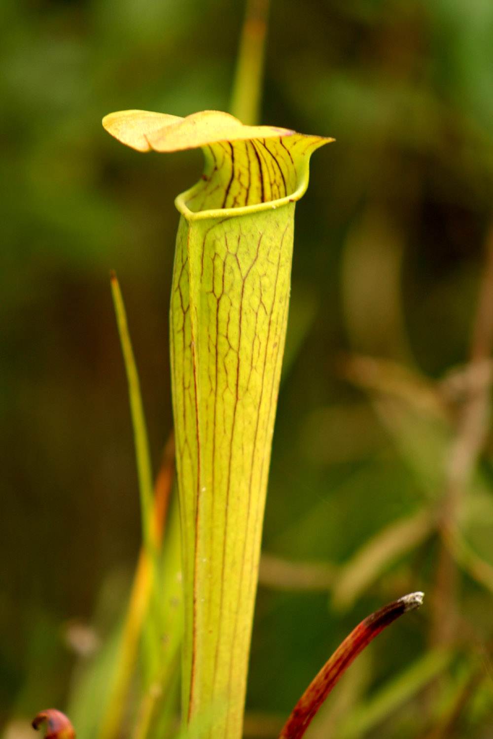 Works Cited - Carnivorous Plants