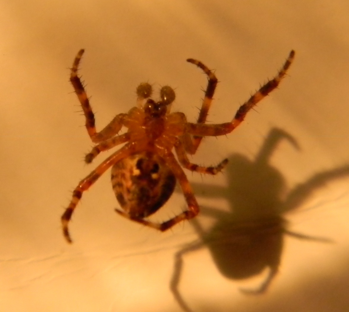 Large Black Spider In Michigan Spider Guide Michigan Louise Kotz