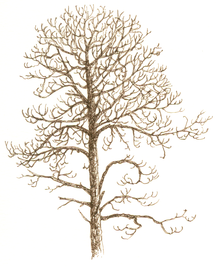 A Nature Art Journal: Pine flatwoods and slash pine