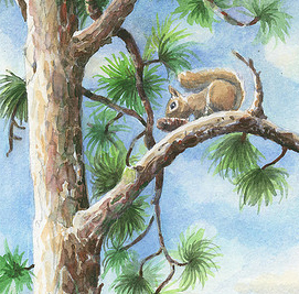 A Nature Art Journal: Pine flatwoods and slash pine