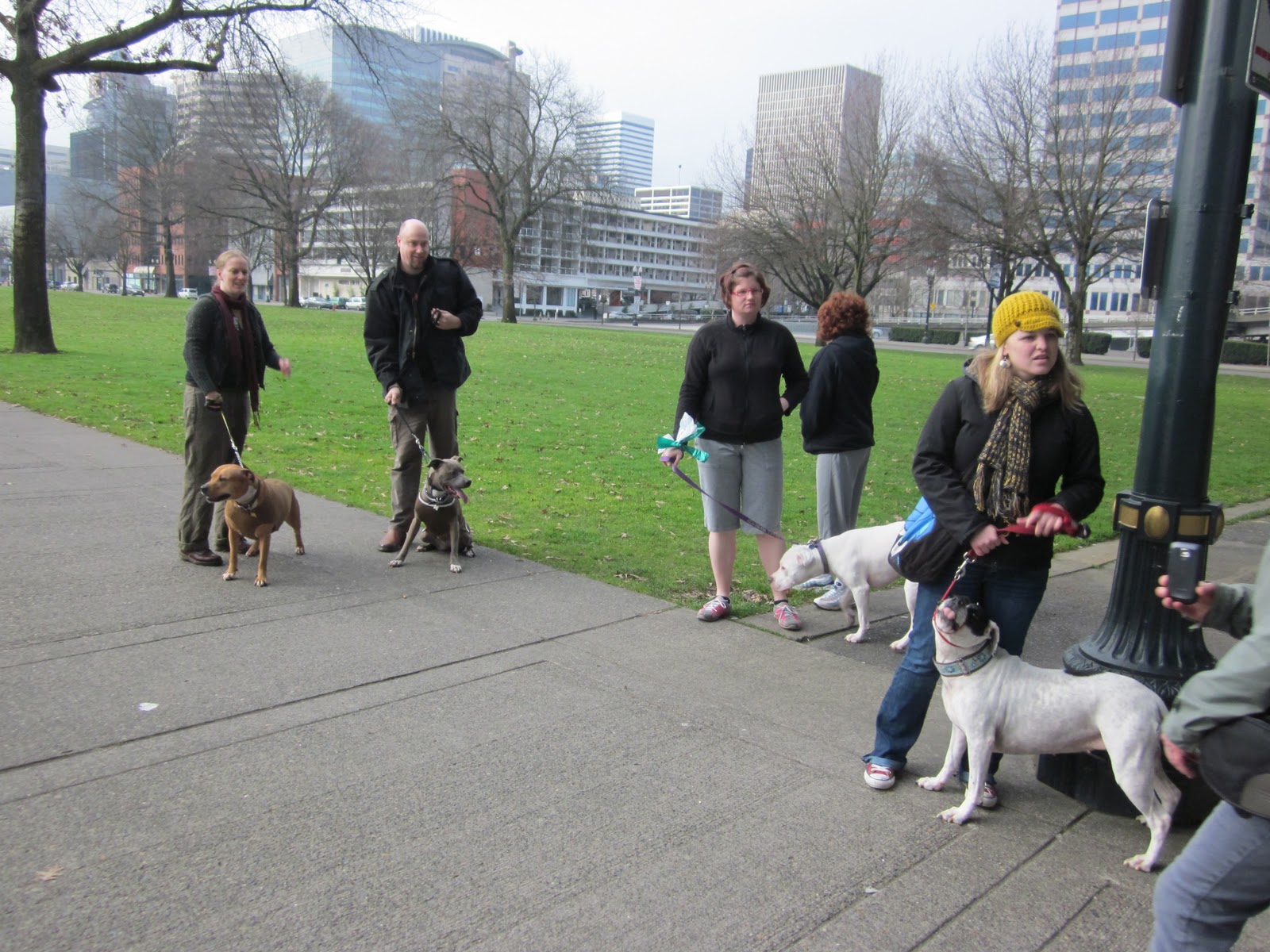 PDX Pit Bulls: Bully Walk Pictures!
