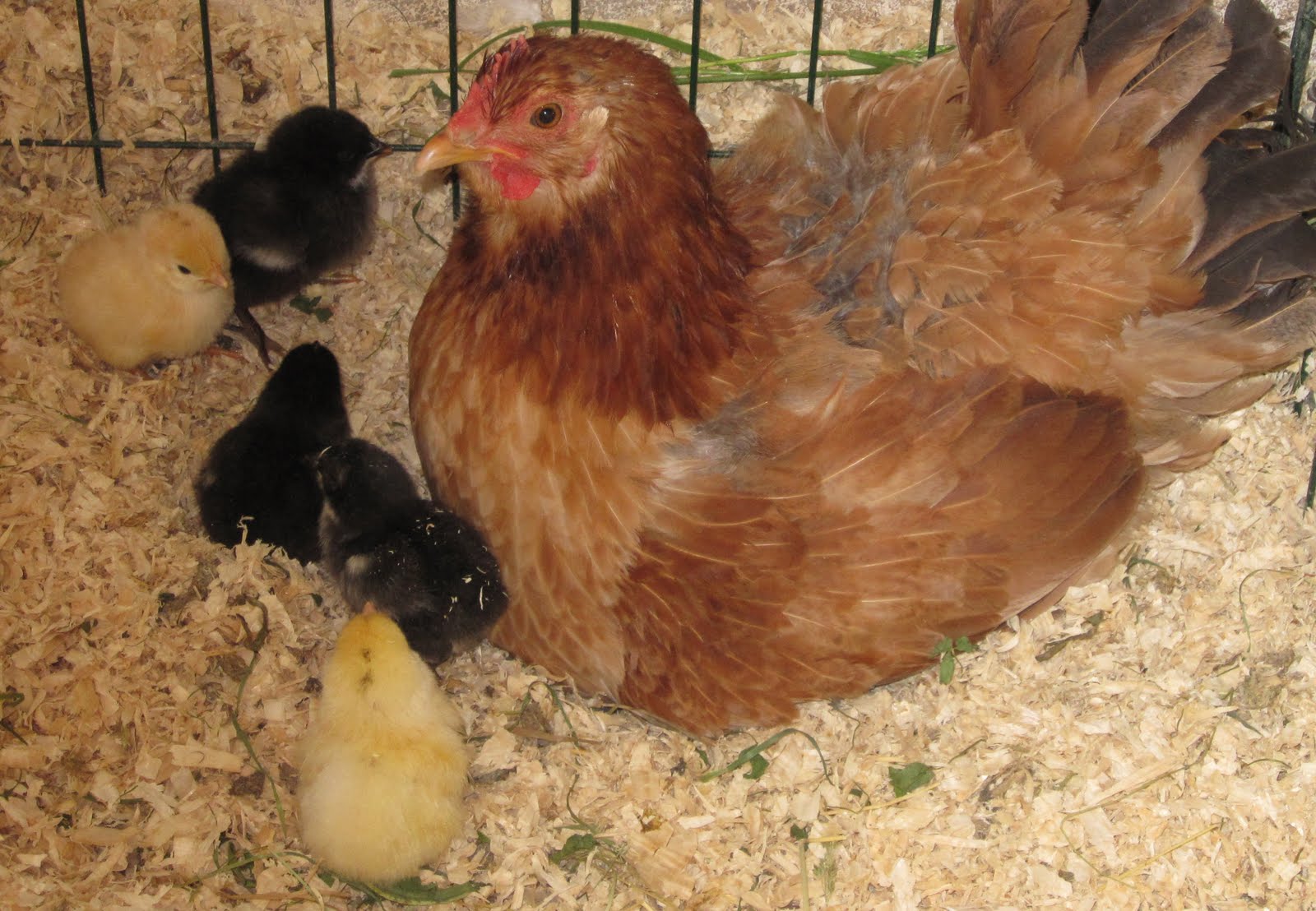 Fru Purjo fixar: Agda och hennes fem kycklingar