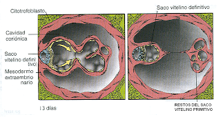 Embriologia: Segunda semana del desarrollo