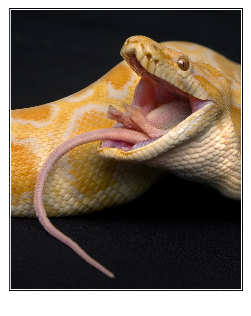 El ojo del buitre: Serpientes - Pitón