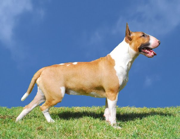 El ojo del buitre: Perros - Bull terrier