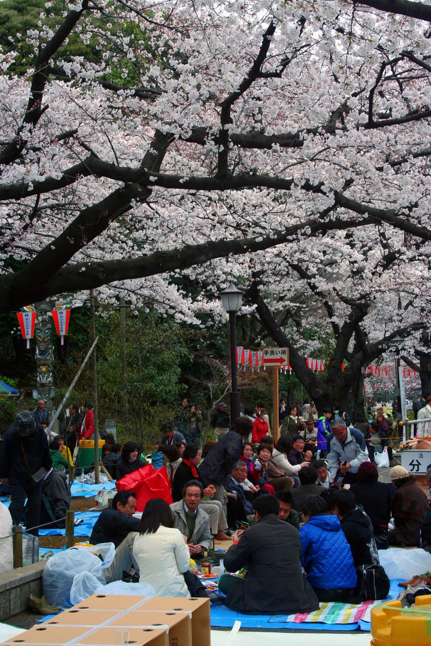 HONEYMOON IN JAPAN!: DAY 9: HANAMI PARTIES AND TRAVELING TO KOBE!