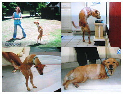 Faith - The Inspirational Two Legged Dog ~ Funny And Weird