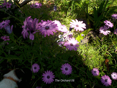 yesterday today and tomorrow In my garden: Ring-a-ring o'Rosies, A ...