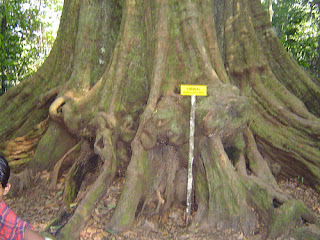 keistimewaan dungun: POKOK CHENGAL TERBESAR DI DUNGUN