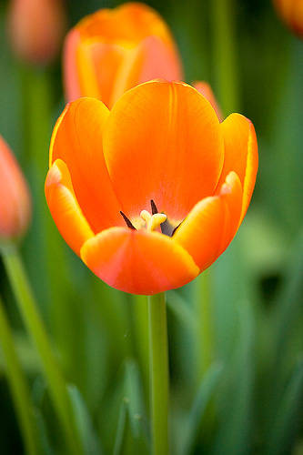 sweet nature: sweet nature