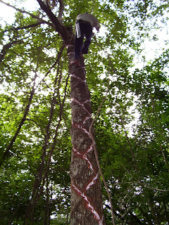 Organization of Cooperative Forest Producers of the Mayan Zone (OCFP ...