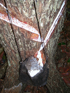 ORGANIZACIÓN DE EJIDOS PRODUCTORES FORESTALES DE LA ZONA MAYA S.C.: Chicle