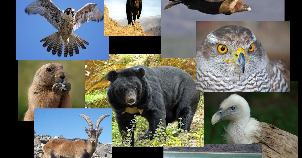 EL CUADERNILLO DE SOCIALES DE 1º ...: 06. Taller 09. El clima de alta montaña