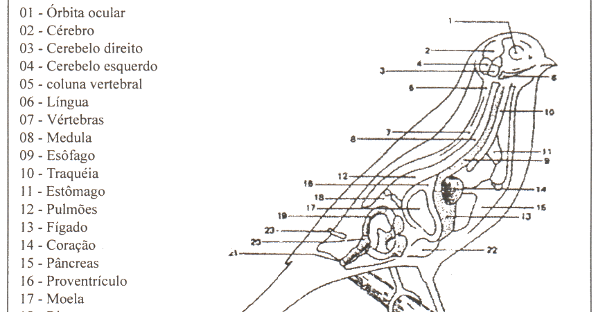 Canaricultura Fife Fancy: ANATOMIA DAS AVES