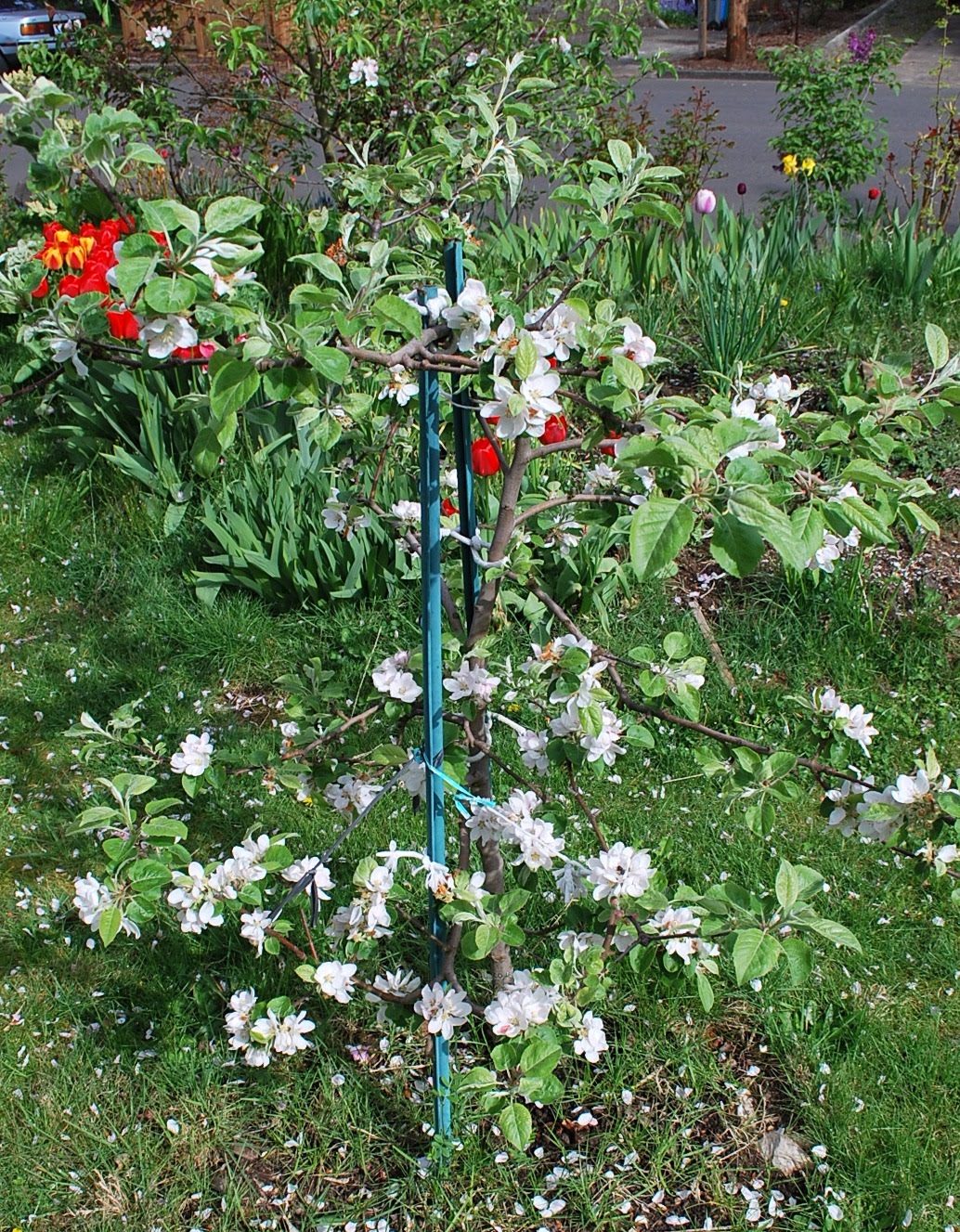 Daniel's Pacific NW Garden: Fruit trees: Apple blossoms, tart cherry ...
