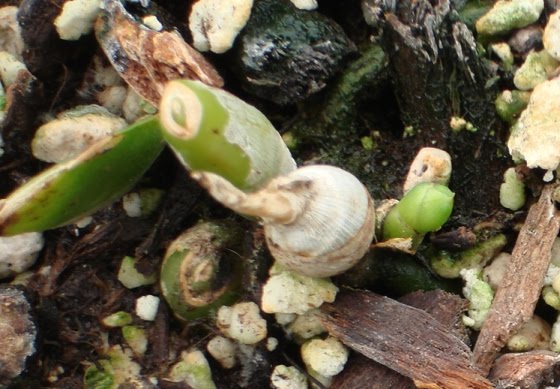 Daniel's Pacific NW Garden: Orchids starting new growth