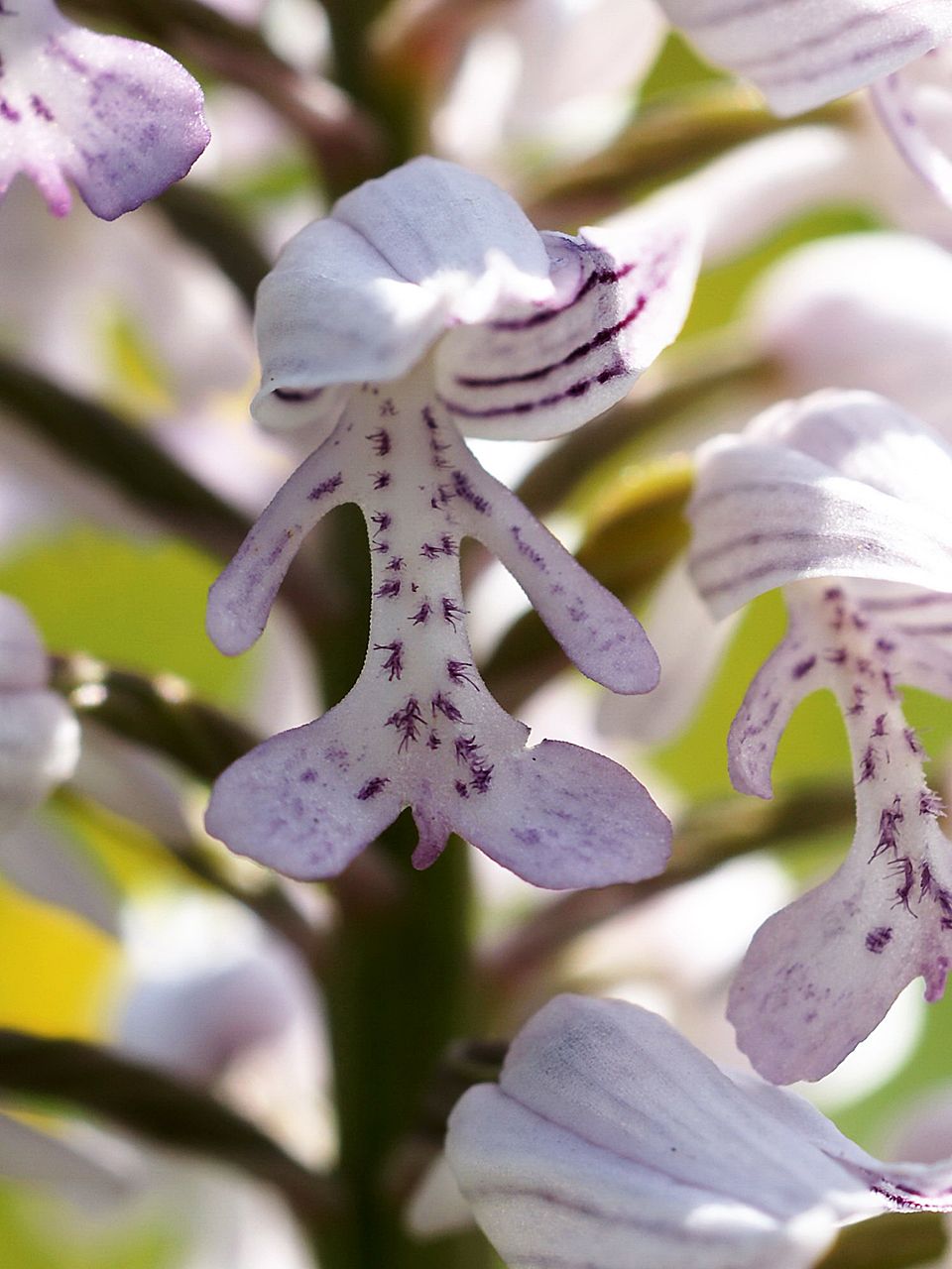 Daniel's Pacific NW Garden: Why are they called "orchids"?
