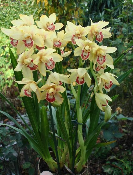Daniel's Pacific NW Garden: Cymbidium