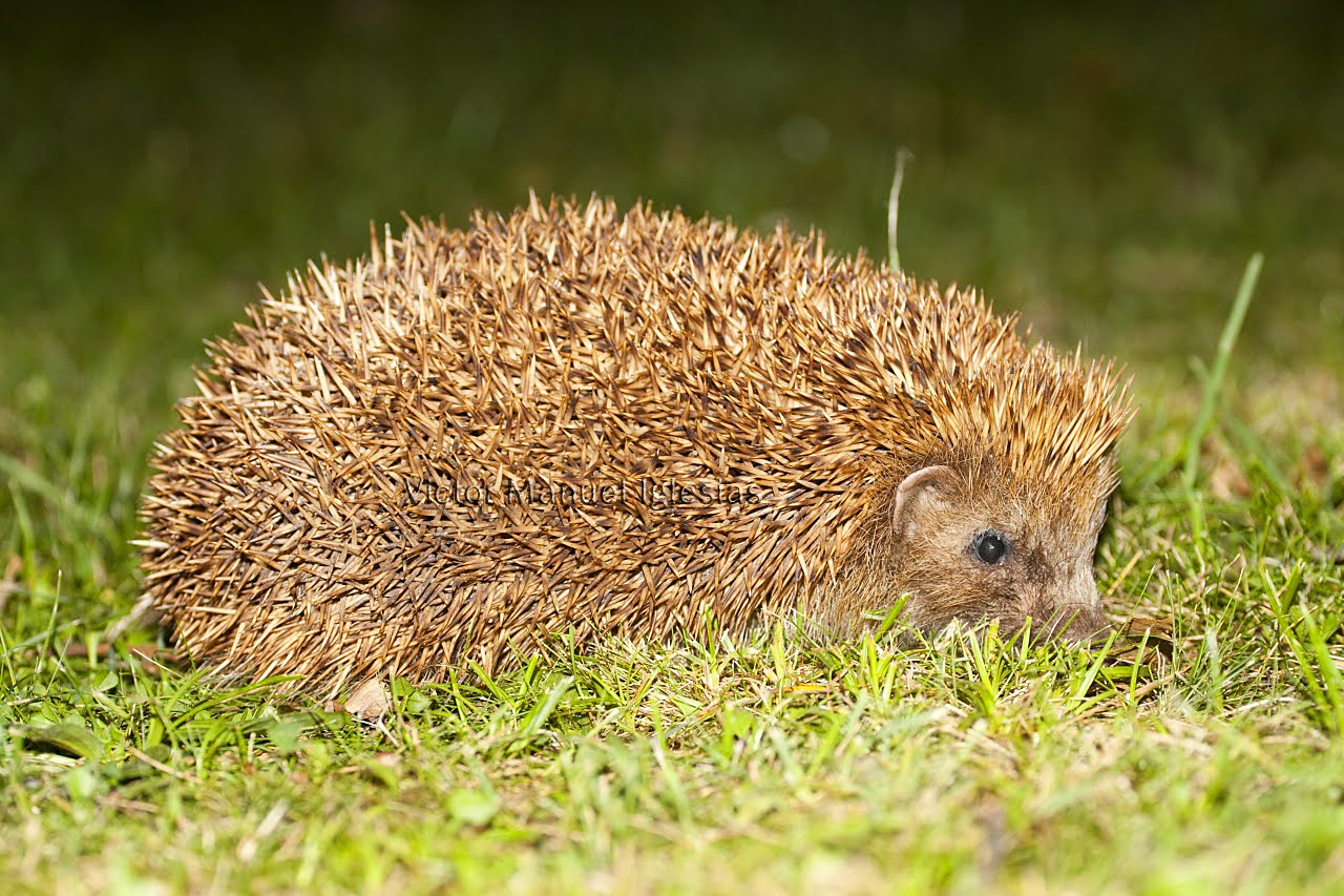 Aves , Insectos y demas en Asturias: Erizo común-Erinaceus europaeus