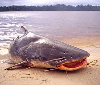 The Piraiba: Largest Catfish | Cre8tivFacts