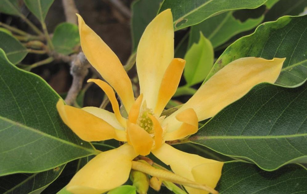 Gifting Trees...: The Joyous Tree