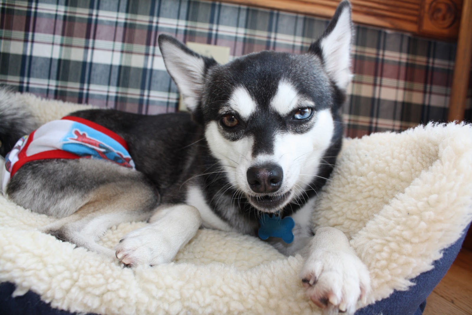 The story of a girl and her dogs...: I'm pretty sure Nari hates me ...