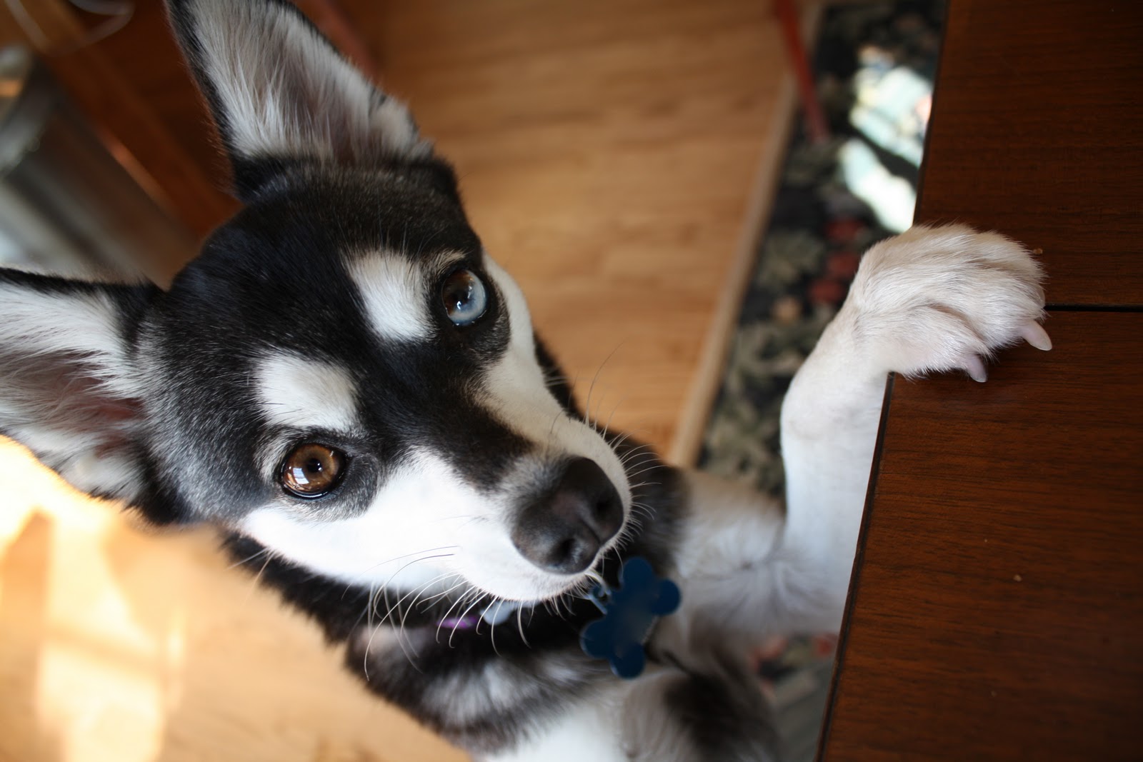 The story of a girl and her dogs...: I'm pretty sure Nari hates me ...