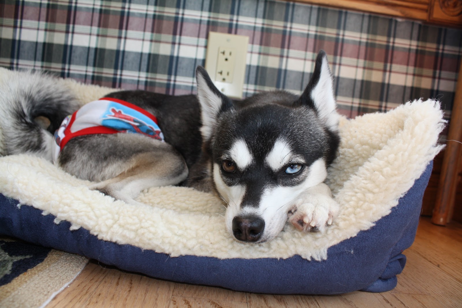 The story of a girl and her dogs...: I'm pretty sure Nari hates me ...