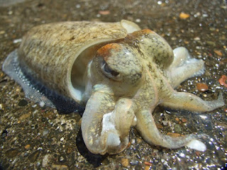 Sépie obecná (Sepia officinalis)