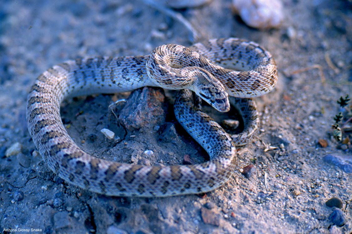The Show and Tell Nature Blog: An Appreciation of Snakes