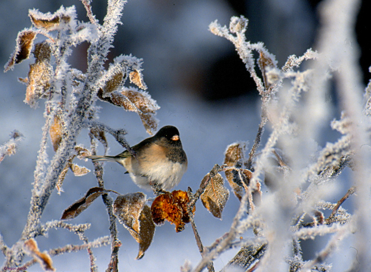 The Show and Tell Nature Blog: Some Southern Snowbirds