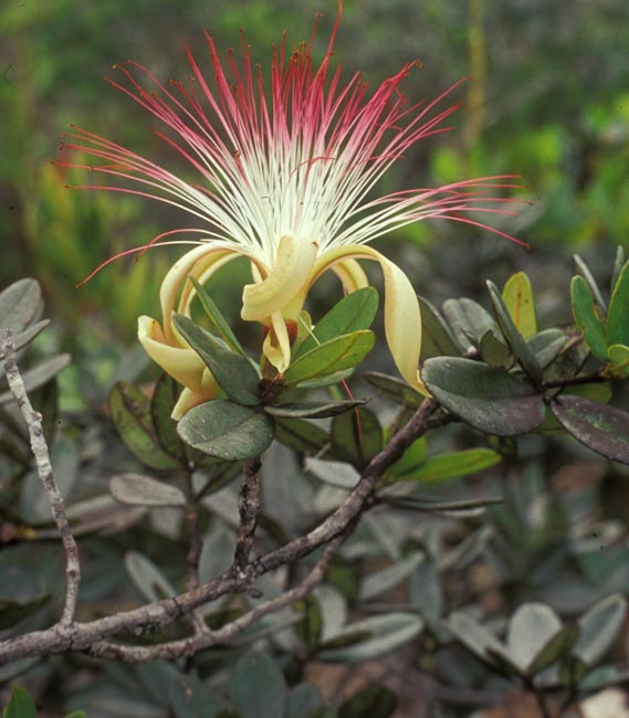 LA AMAZONIA COLOMBIANA Un lugar paradisíaco de belleza y majestuosidad ...