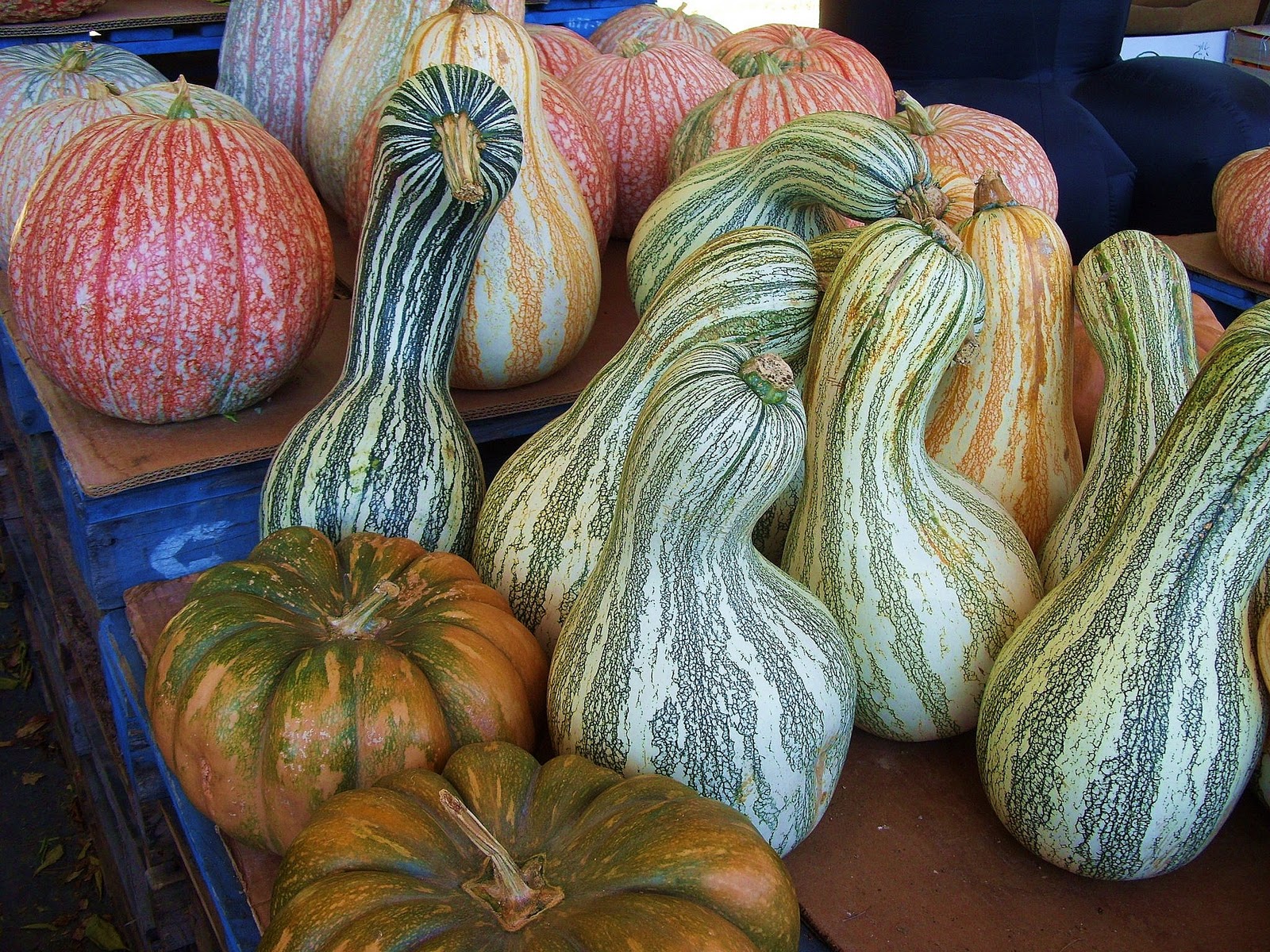 Sage Trifle: Cream Cheese (Candy Roaster) Squash Bread with Toasted Pecans