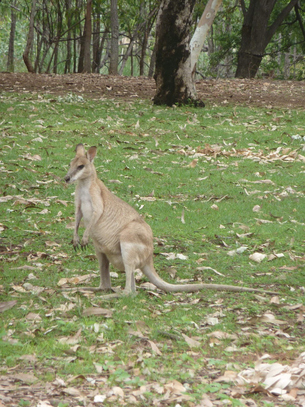 Our cheeky fat trip: Port Hedland – Darwin