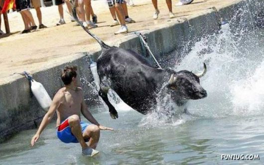 Weird and Amazing: Swimming with the bull in Spain