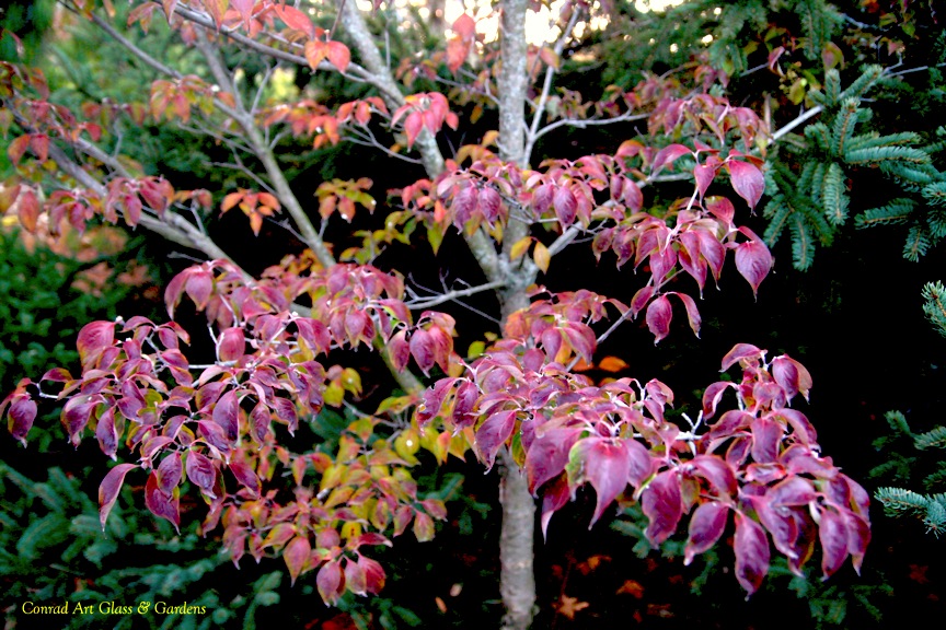 Conrad Art Glass & Gardens: Cornus x rutgersensis 'Galaxy' hybrid
