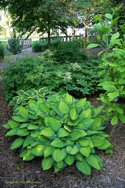 Conrad Art Glass & Gardens: My first hosta purchases (2)