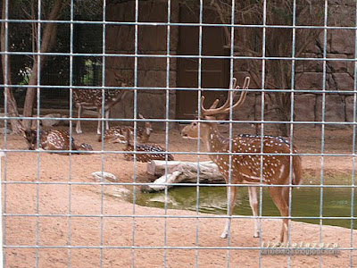 Kali : AL AIN ZOO, UAE