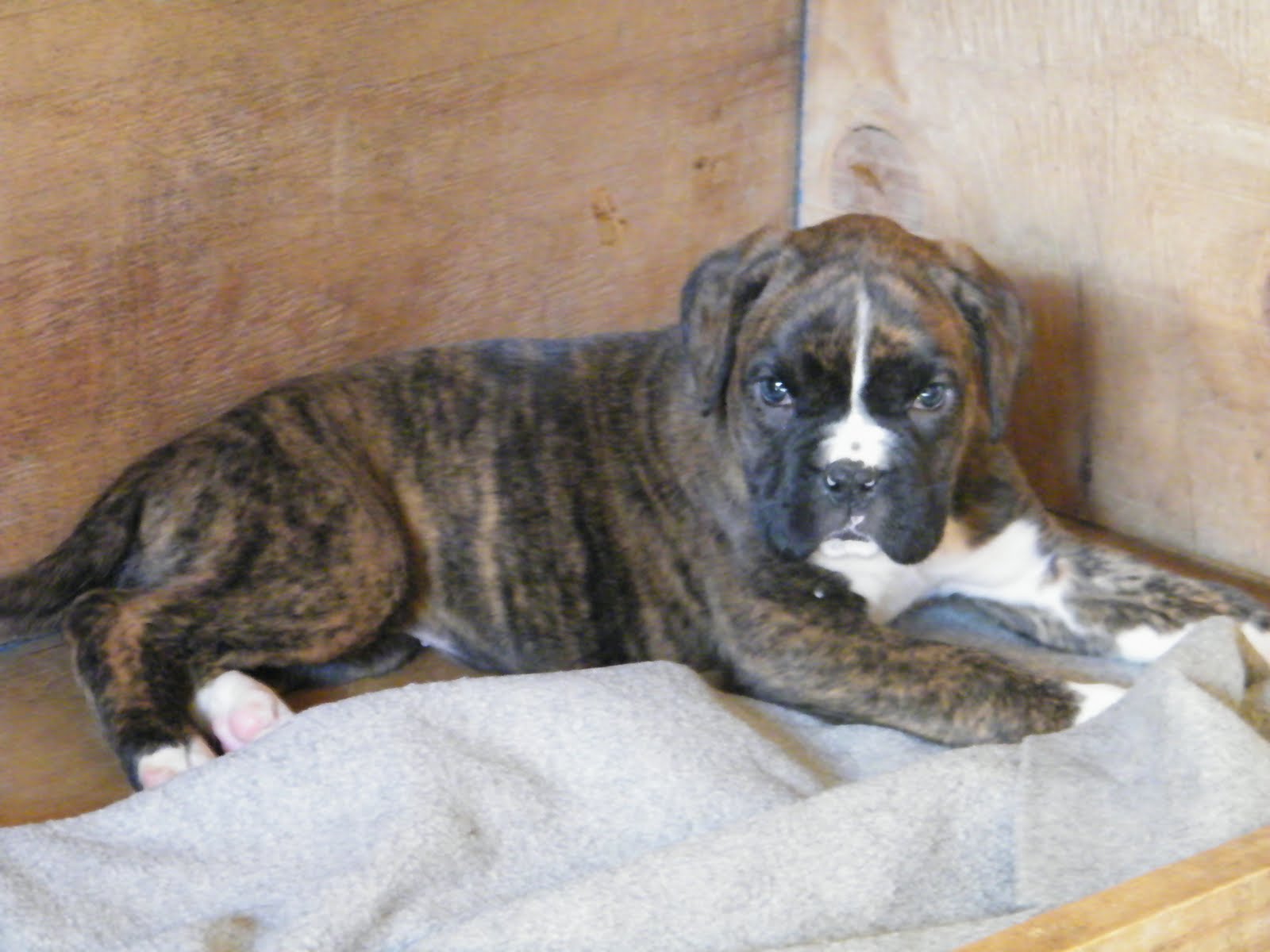 CRIADERO CANINO.:.:.:: Boxer Macho bayo y Hembra atigrada 40 dias