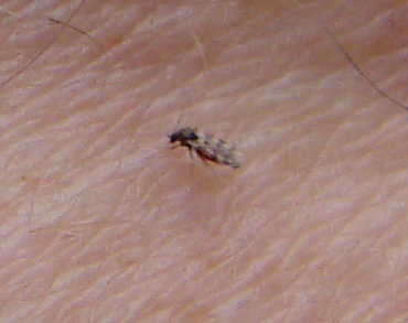 My Hebridean Blog: The Highland Midge