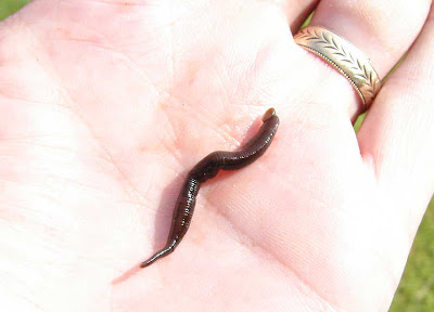 My Pensby Garden: A Leech