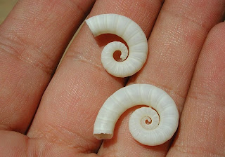 The Nobles in New Zealand: SPIRULA SPIRULA