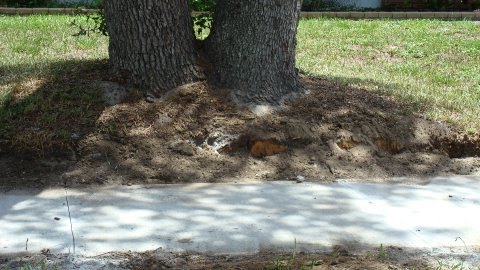 Gardening in Brevard: Tree roots cut for Sidewalk repair
