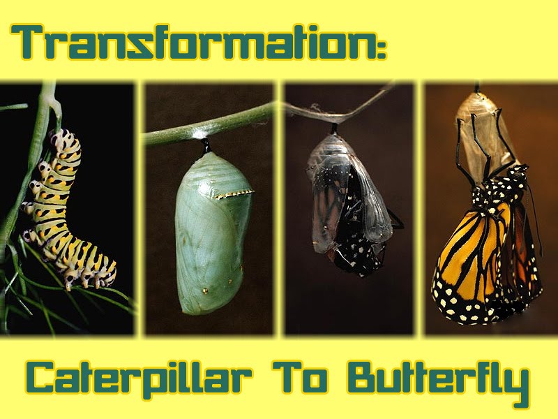 Graceland Kids: Transformation